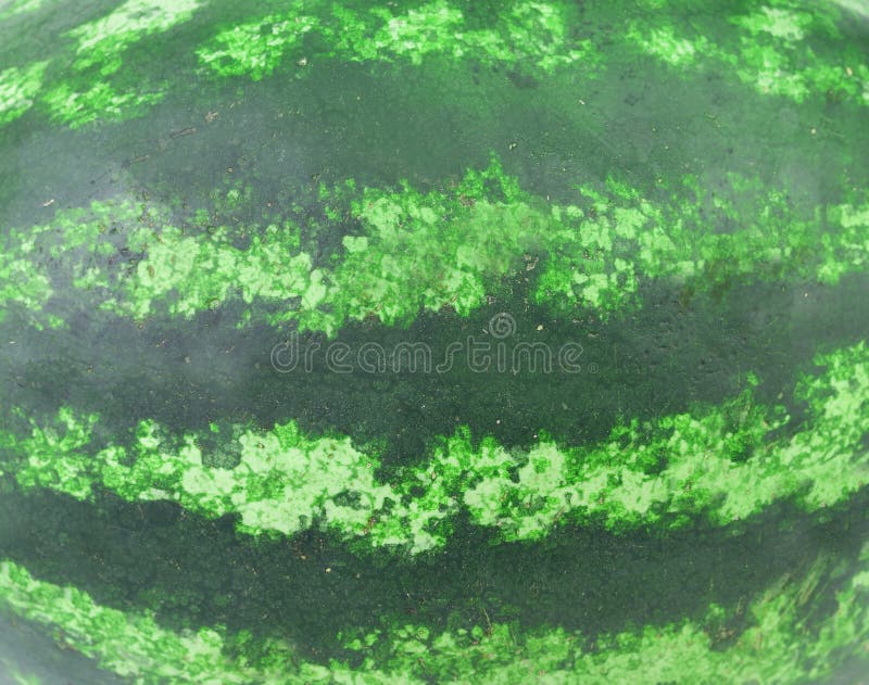 Watermelon texture stock photo. Image of food, delicates - 32716476