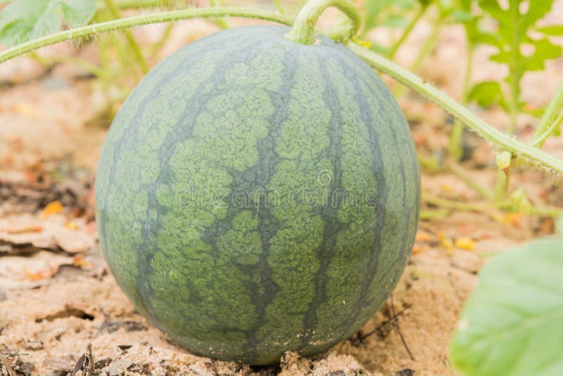 Watermelon in a Tree on the Ground Stock Image - Image of beautiful ...