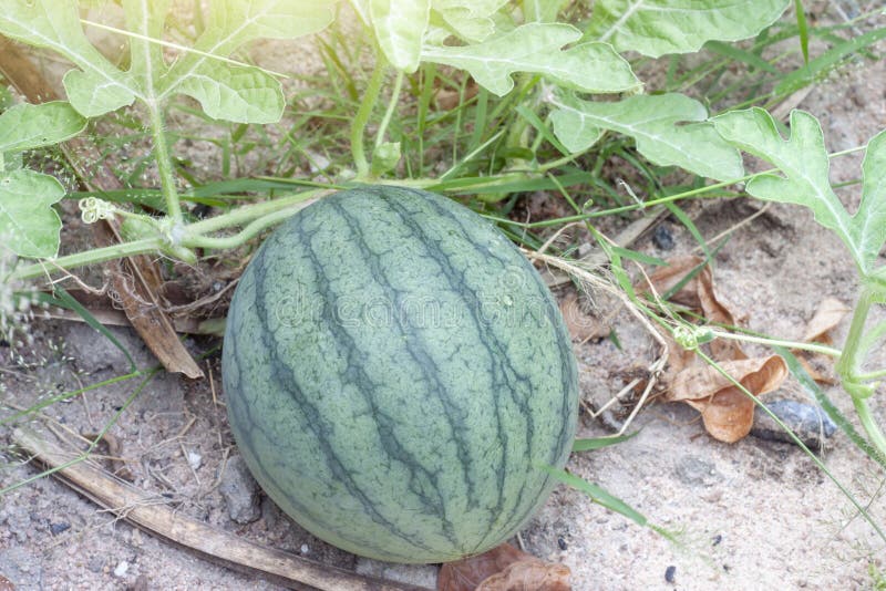 Watermelon on Tree with Sunlight. Stock Photo - Image of grow ...