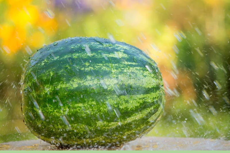 420 Under Ripe Watermelon Stock Photos - Free & Royalty-Free Stock ...