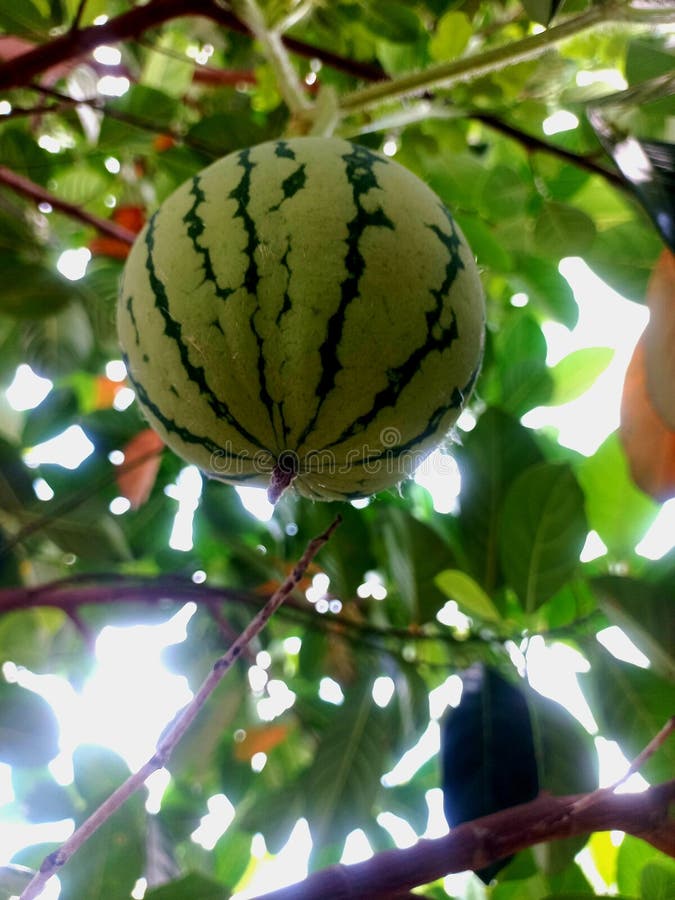 Watermelon Vine on Jackfruit Tree& X22; Stock Image - Image of ...