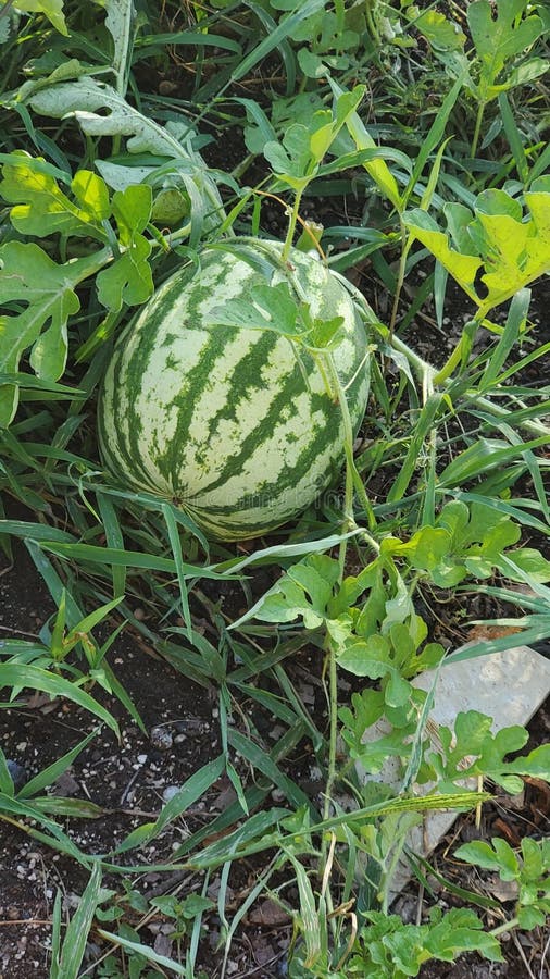 1,160 Watermelon Vine Photos - Free & Royalty-Free Stock Photos from ...