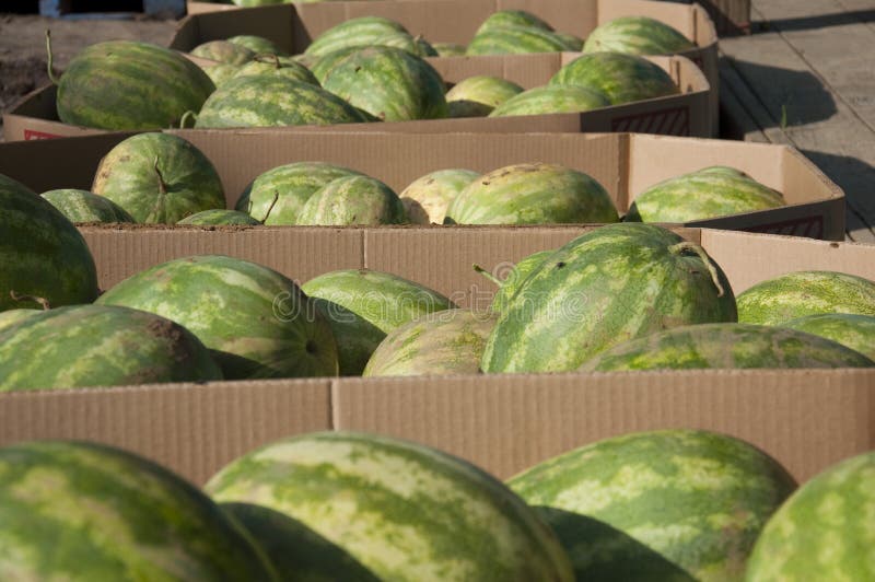 Bins Watermelons Stock Photos - Free & Royalty-Free Stock Photos from ...