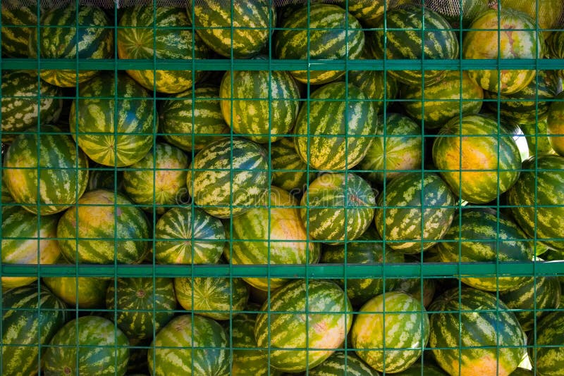 Watermelons in a Cage Prepared for Sale Stock Image - Image of sale ...