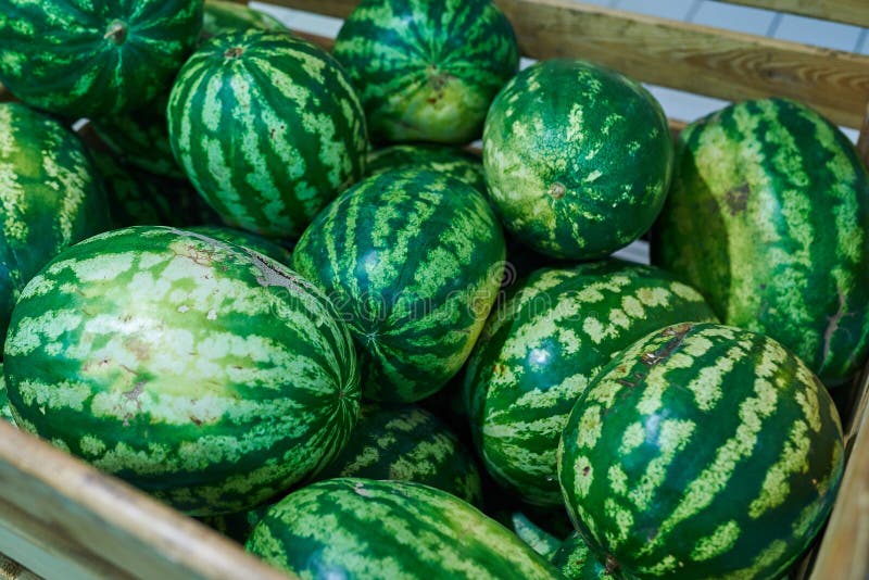 Fresh Watermelons In A Box. Stock Photo - Image of melon, fruit: 107360646