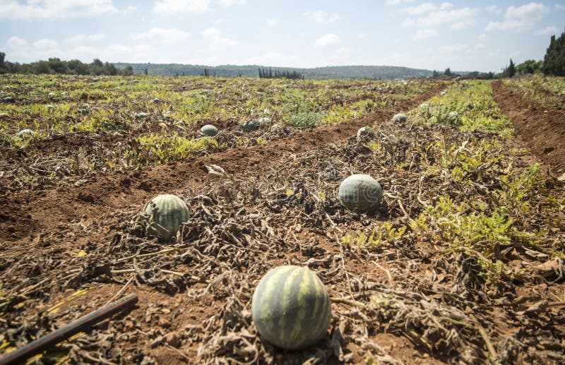 Watermelons crop stock photo. Image of leaf, growing - 64155926