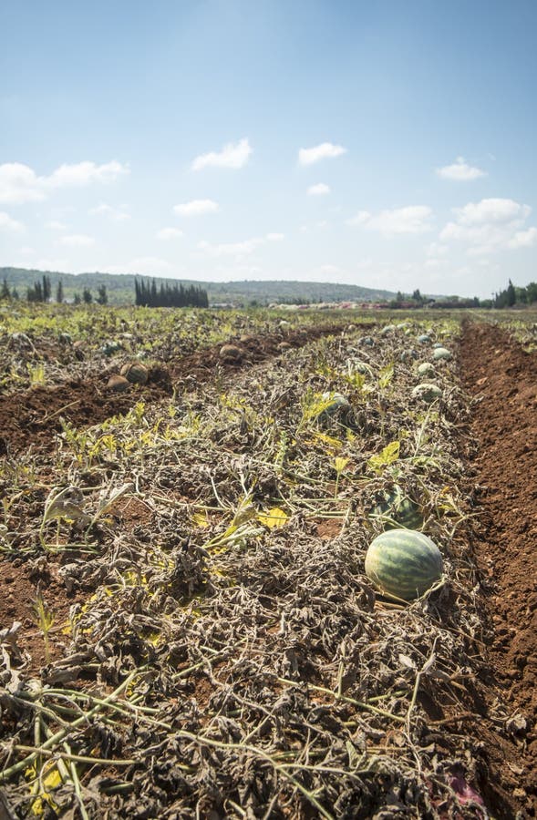 Watermelons crop stock image. Image of crop, nature, harvest - 64355933
