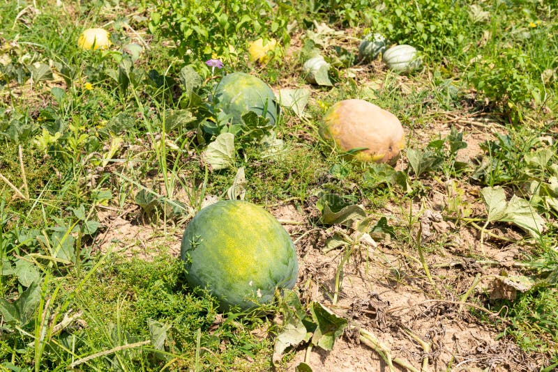 Watermelons Crop on a Farm Field Stock Photo - Image of growing, farmer ...