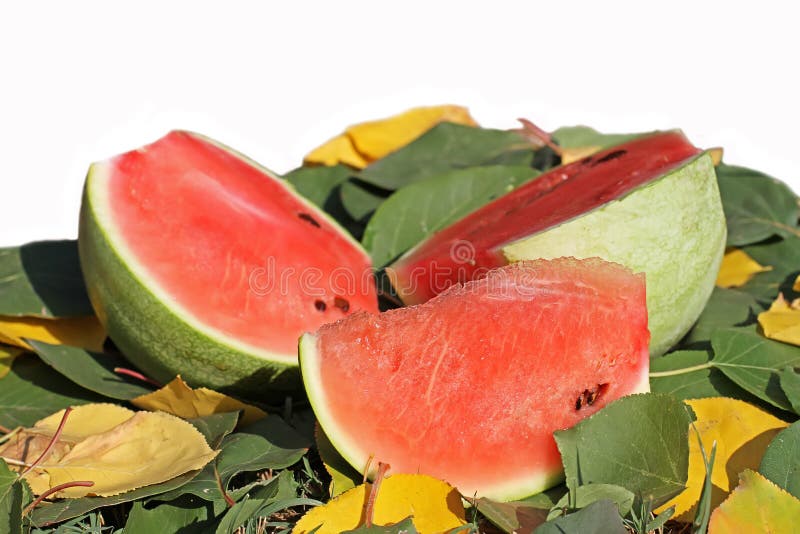 Watermelons fall stock photo. Image of fresh, dessert - 27262608
