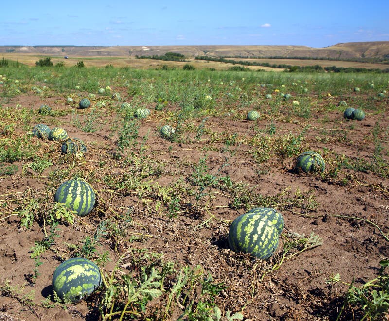 Watermelons in field stock photo. Image of nature, harvest - 46590540