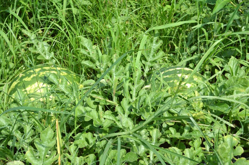 310 Watermelon Patch Stock Photos - Free & Royalty-Free Stock Photos ...