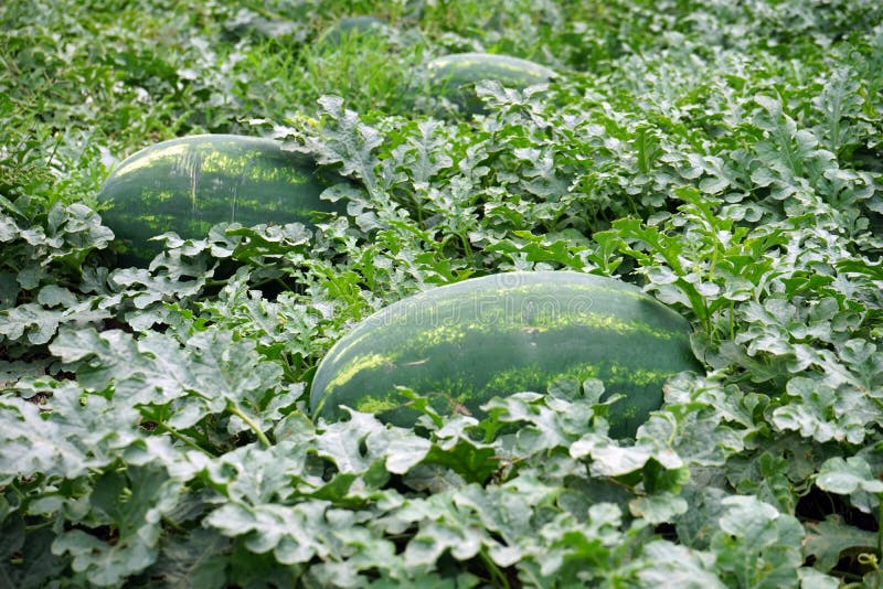 Watermelons on the field stock image. Image of green - 91188243