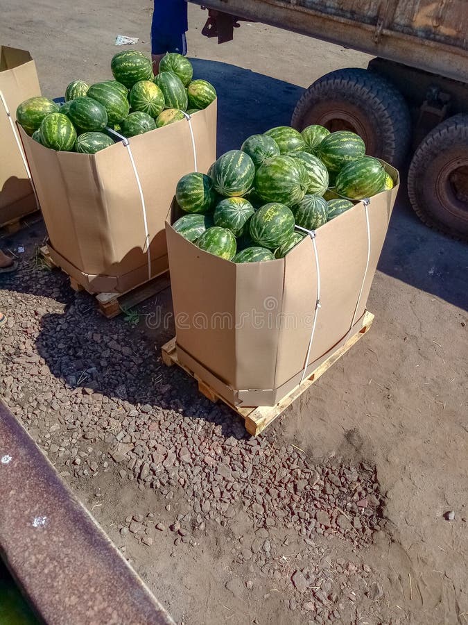 Kherson watermelon. stock image. Image of tree, shrub - 193410633