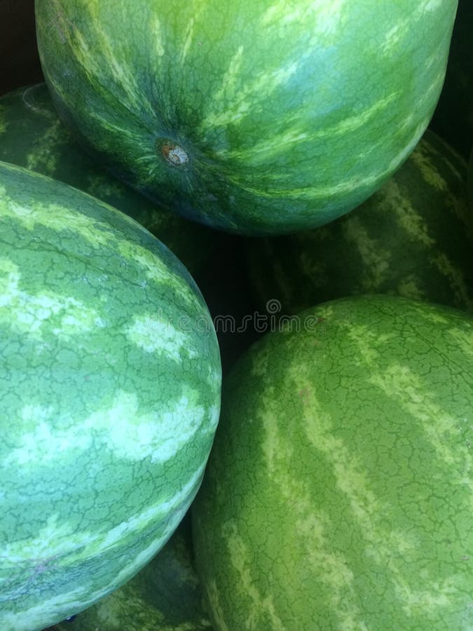 Watermelons of green stock image. Image of green, great - 56625497