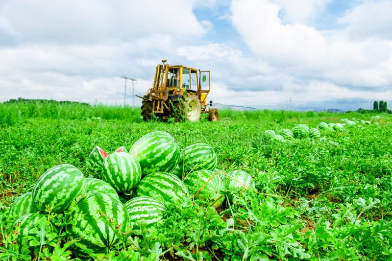 Watermelons on the Melon Field Stock Image - Image of fruit, food: 58427199
