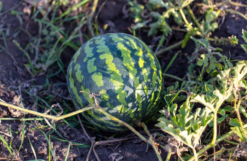 Watermelons on a Plant in the Ground. Stock Photo - Image of watermelon ...