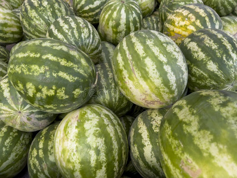 Watermelons are Ripe in Uzbekistan As Early As May Stock Image - Image ...