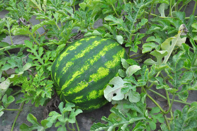 Watermelons Ripen in the Field Stock Photo - Image of culture, nature ...