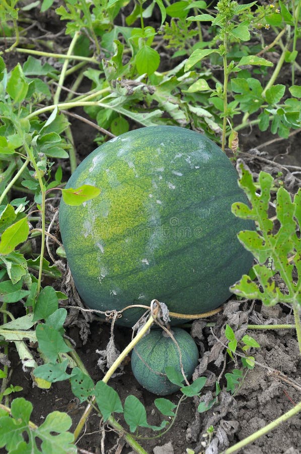 Watermelons Ripen in the Field Stock Photo - Image of gardening ...