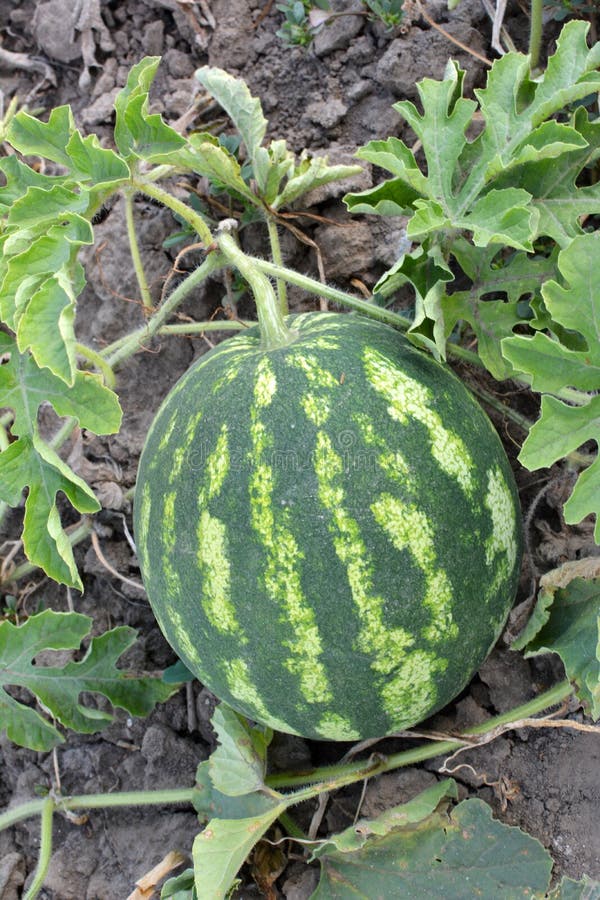 Watermelons Ripen in the Field Stock Photo - Image of harvesting ...