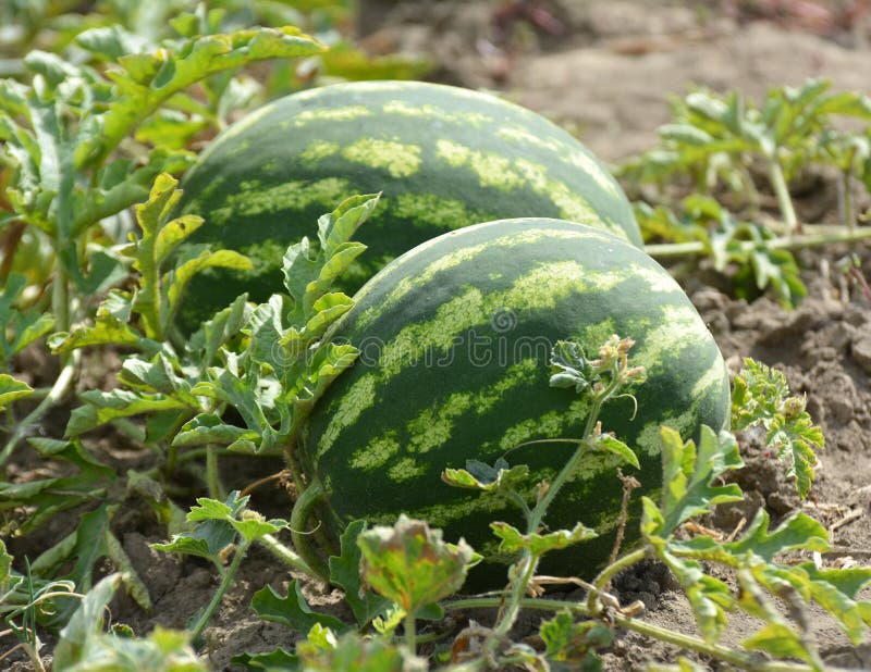 Watermelons Ripen in the Field Stock Photo - Image of juice, juicy ...