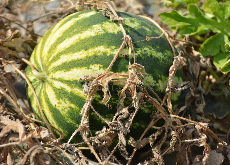 Watermelons Ripen in the Field Stock Photo - Image of growth, organic ...