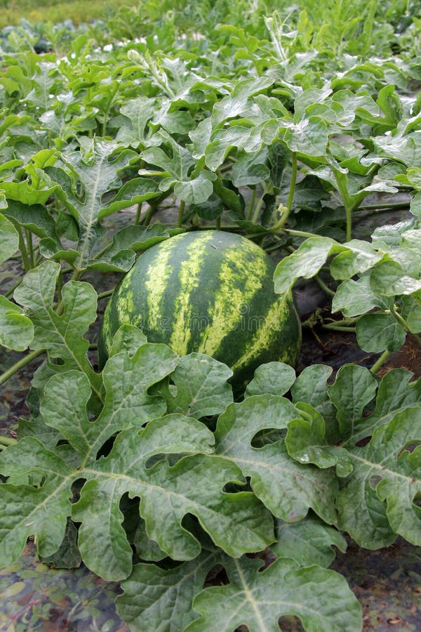 Watermelons Ripen in the Field Stock Photo - Image of watermelons ...