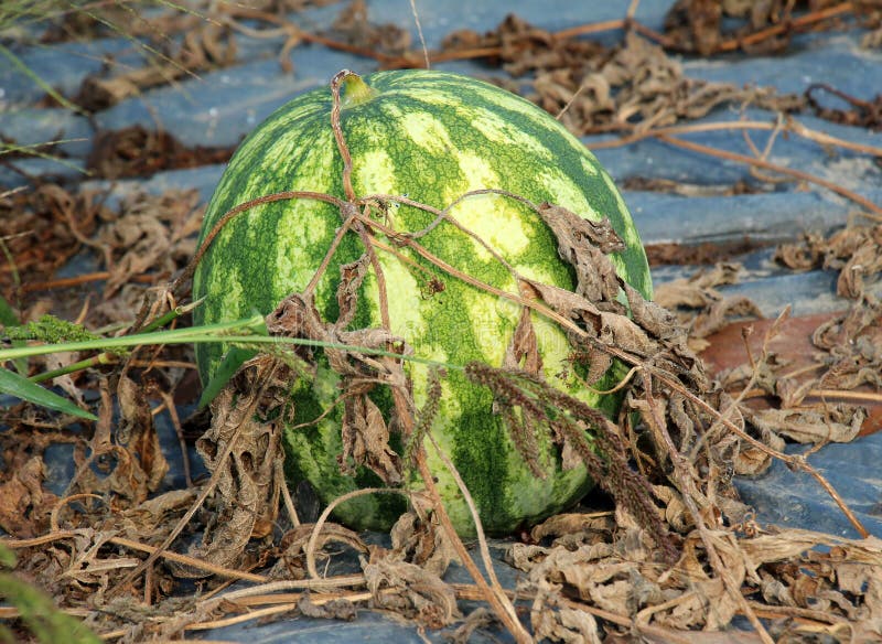 Watermelons Ripen in the Field Stock Photo - Image of green, watermelon ...