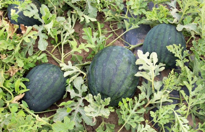 Watermelons Ripen in the Field Stock Photo - Image of melon, food ...