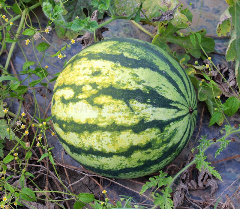 Watermelons Ripen in the Field Stock Photo - Image of nature, garden ...