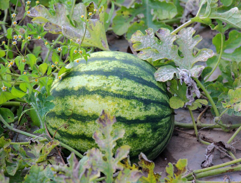 Watermelons Ripen in the Field Stock Image - Image of food, agriculture ...