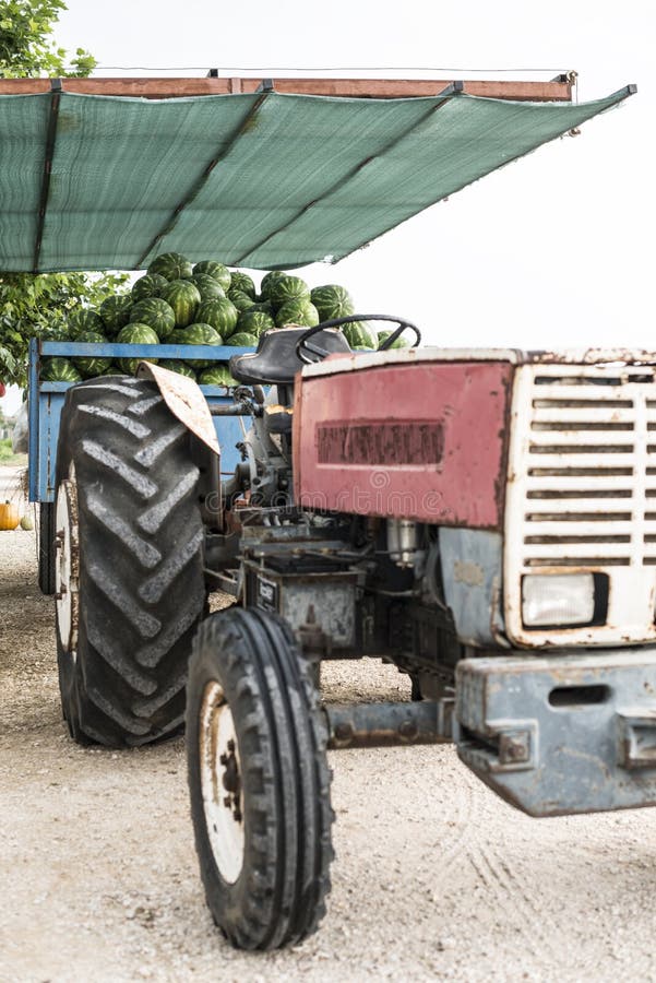 Watermelons in the trailer stock photo. Image of tasty - 137921578