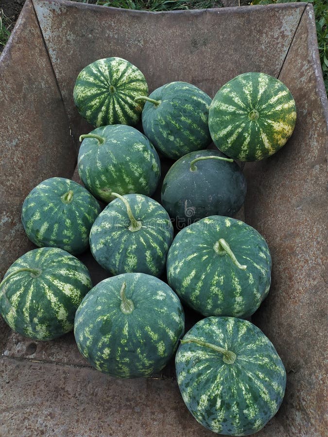 Small Watermelons on the Truck, Village Stock Image - Image of fruit ...
