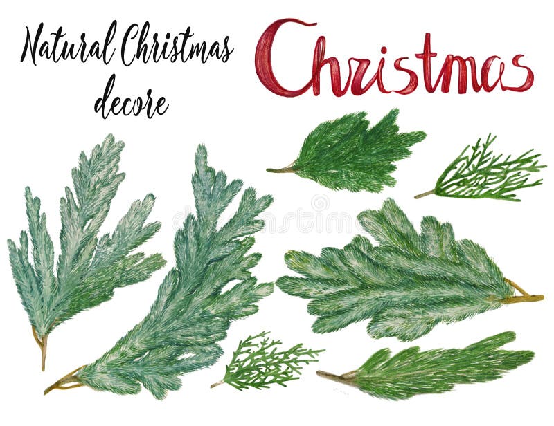 Waterolor Hand Drawn Natural Winter Decor, Drown Pine Tree, Spruce ...