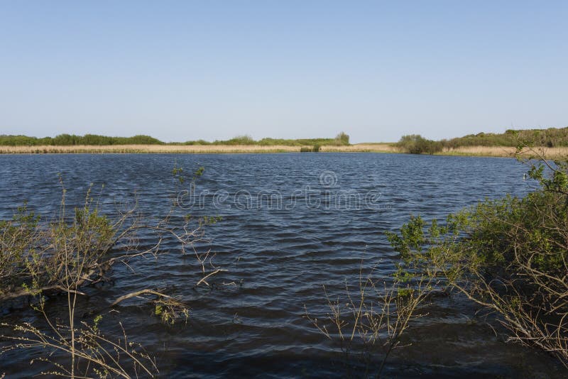 Waterplas, Lake stock photo. Image of bushes, island - 129047632