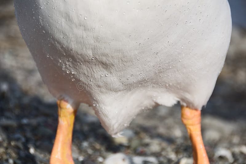 Waterproof - Goose Feathers with Water Drops - Entella River - Chiavari ...