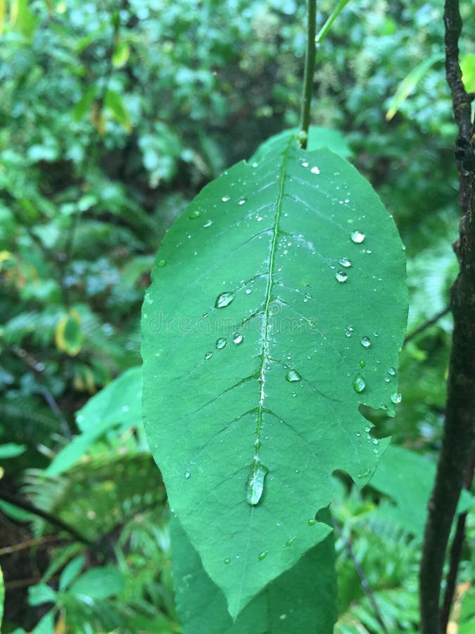 Waterproof stock image. Image of forest, leaf, coat, waterproof - 57081325