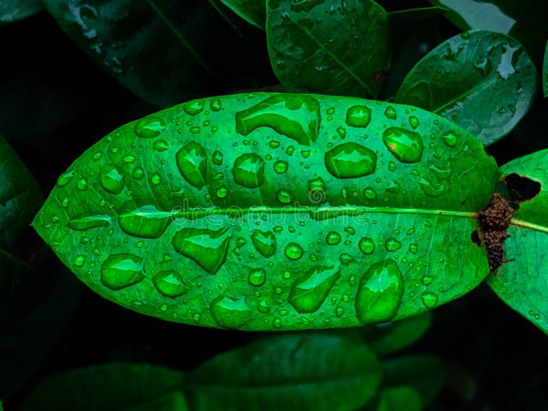 Waters drop in leaf stock image. Image of circle, flower - 252817607