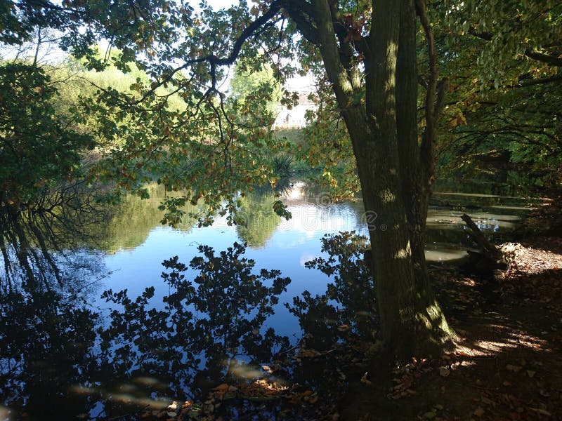 Waters edge stock photo. Image of waters, trees, pond - 82601714