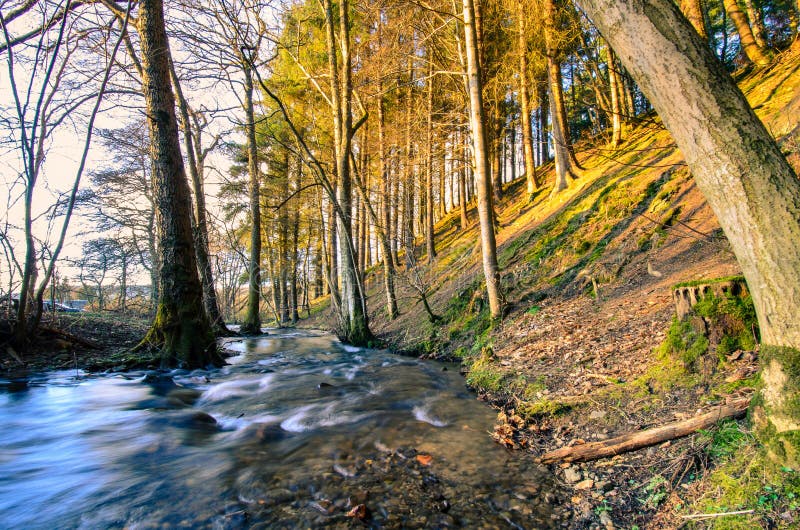 Waters of Fast River Running through Spring Forest Lit by Golden Stock ...