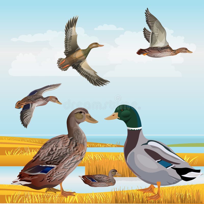 Waterbird Ducks Stock Illustrations – 27,837 Waterbird Ducks Stock ...