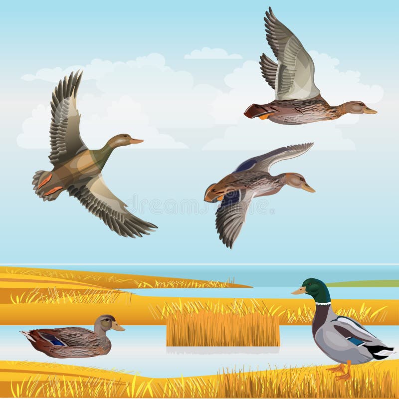 Waterscape with wild ducks stock vector. Illustration of poultry ...