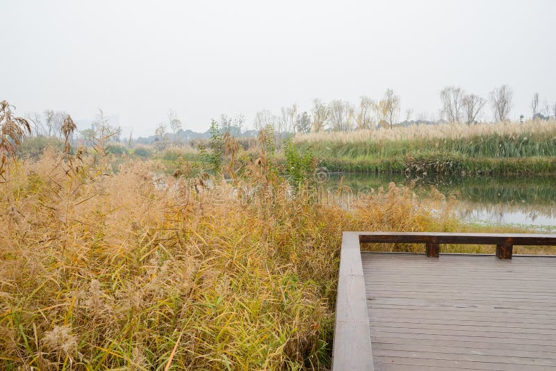 Waterside Planked Sightseeing Platform in Withered Weeds Stock Image ...