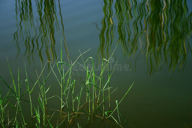 Waterside Reeds, Reflections Stock Image - Image of pond, atmospheric ...