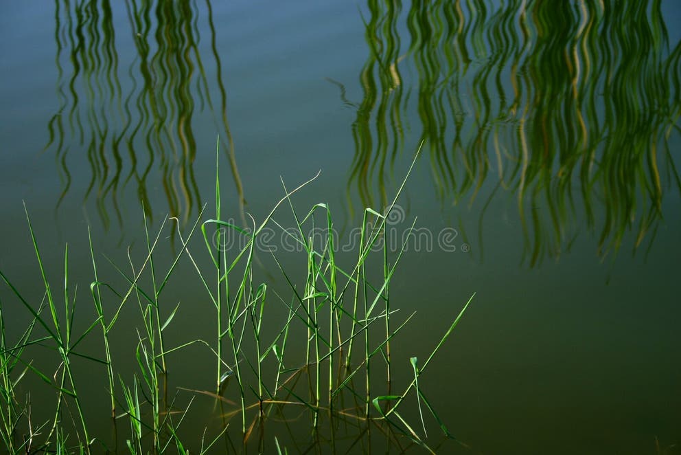 Waterside Reeds, Reflections Stock Image - Image of pond, atmospheric ...