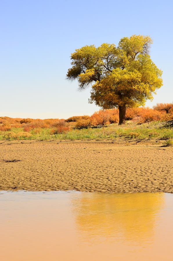 Waterside trees stock image. Image of river, flood, china - 33219601