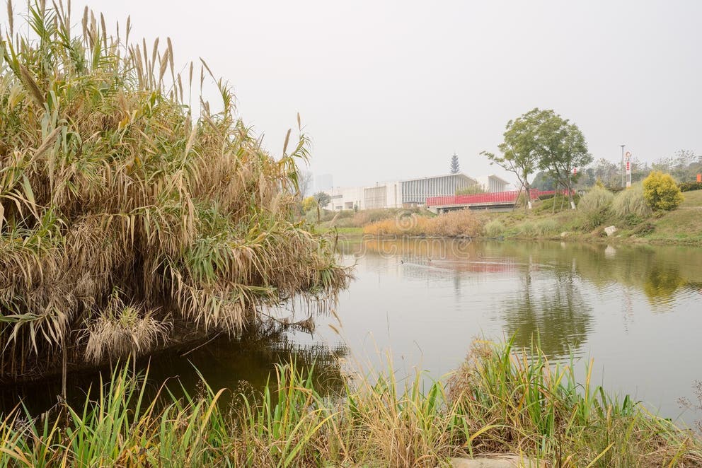 Waterside Withered Grass in Light Winter Mist Stock Photo - Image of ...