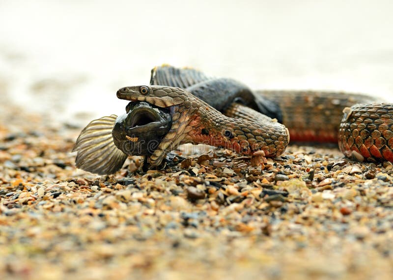 Waterslang stock foto. Image of reptiel, prooi, zomer - 29942254