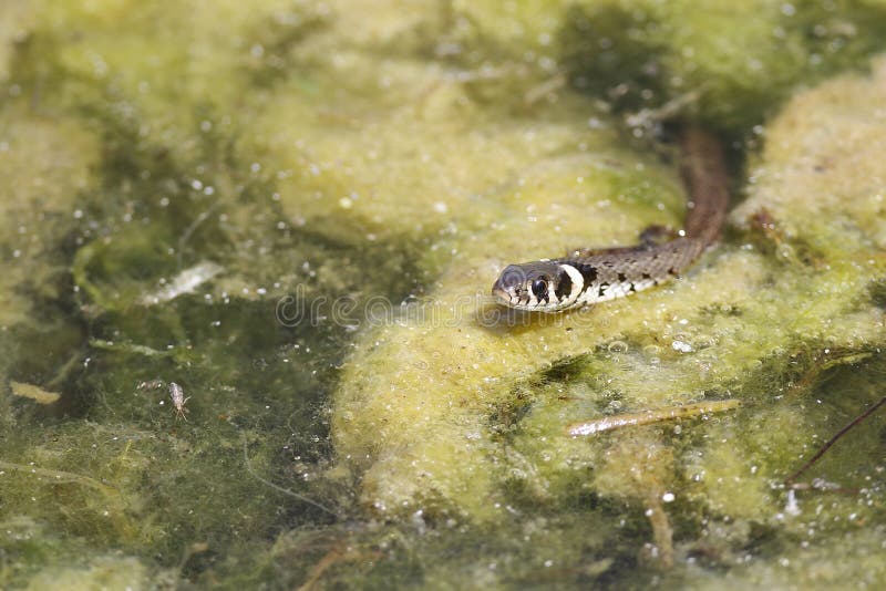 Ringslang stock afbeelding. Image of vulklei, huid, slordig - 32249065
