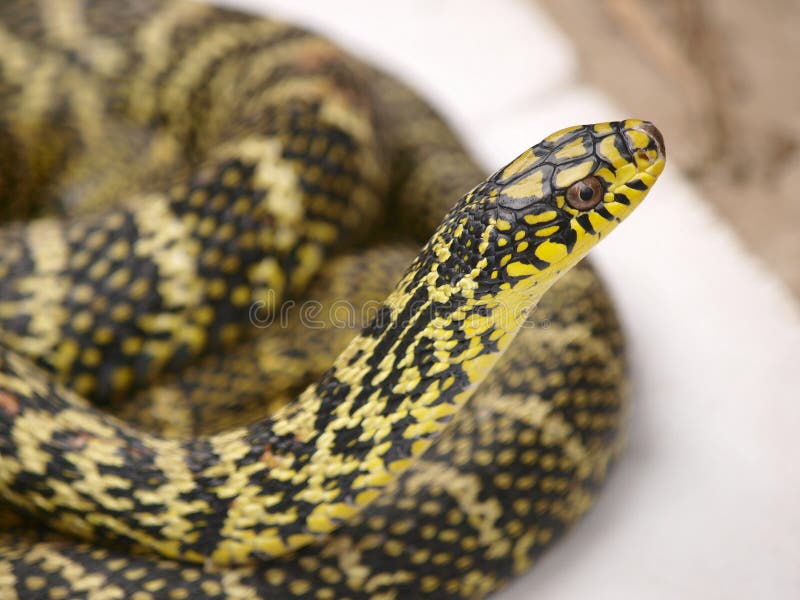 Waterslang stock foto. Image of omslag, zonde, slang - 34492922